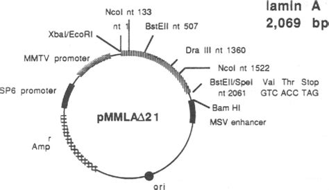 Figure 1 From Nucleoplasmic Localization Of Prelamin A Implications
