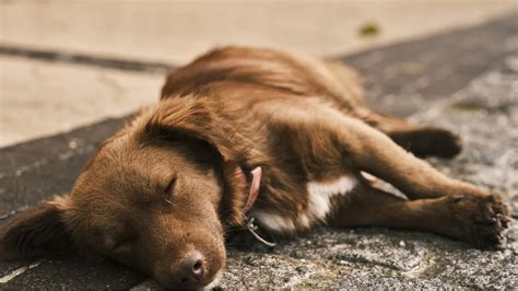 Разследват смъртта на бездомно куче в Кърджали Новини бг