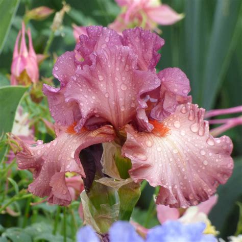 Bearded Iris Code Red Fall Flower Bulbs Eden Brothers