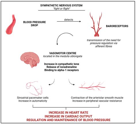 Systemic Arterial Pressure Regulation