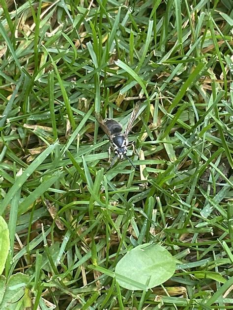Asshole Stung Me After I Took These R Whatsthisbug