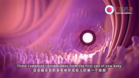 精子与卵子受精过程腾讯视频