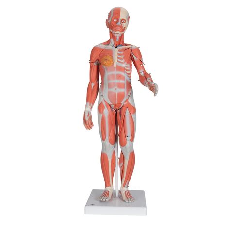 Complete Dual Sex Muscular Figure B55 1019231 Muscle Anatomy Model Anatomystuff