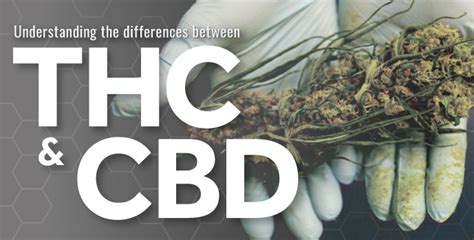 Infographic Comparing Thc Vs Cbd Whats The Difference