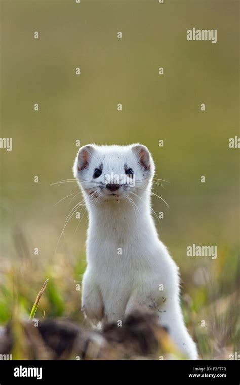 Stoat In Winter Fur Standing Upright Mustela Erminea Germany Stock