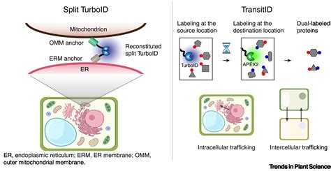 Turboid Based Proximity Labeling Accelerates Discovery Of Neighboring Proteins In Plants Trends