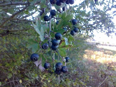 ولیک وکندوس نوبرانه‌های پاییزی در جنگل‌های هیرکانی ایسنا