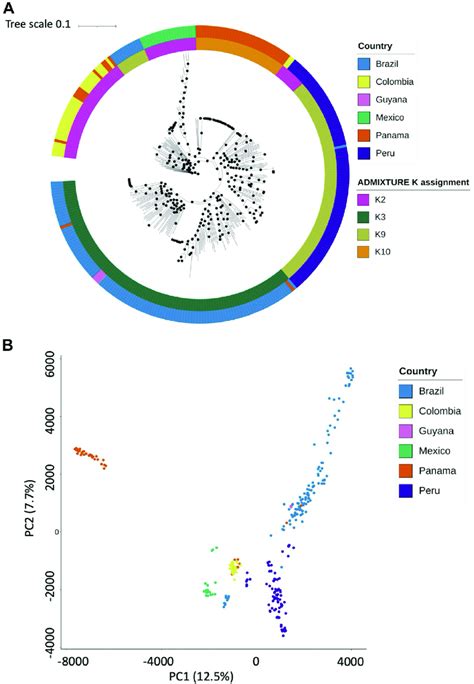 Population Structure Of South American Isolates A Maximum Likelihood Download Scientific