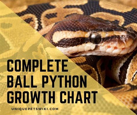 Ball Python Age Chart Pe