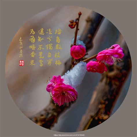 【为有暗香来摄影图片】生态摄影墨客君的博客太平洋电脑网摄影部落