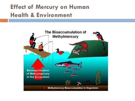 Mercury Pollution