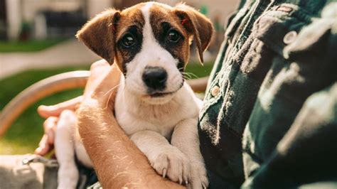 10 Tips For A Positive Introduction New Puppy Meet My🌎 Crie Sua Conta