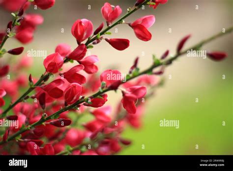 Red Broom Branches Captured With Depth Of Field Stock Photo Alamy