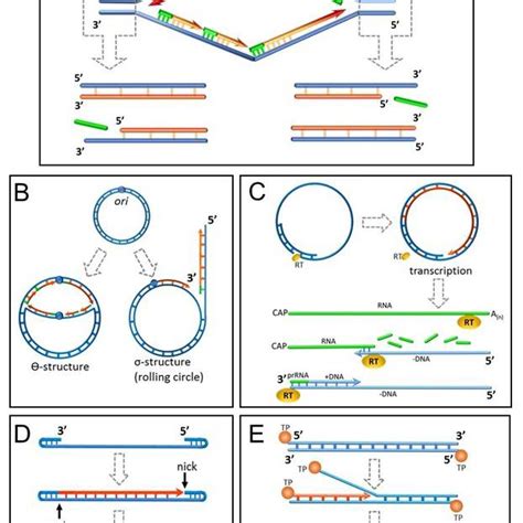 The Problem Of Incomplete Dna Replication And Its Solution By Download Scientific Diagram
