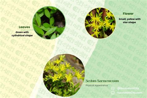 Sedum Sarmentosum Succulent City