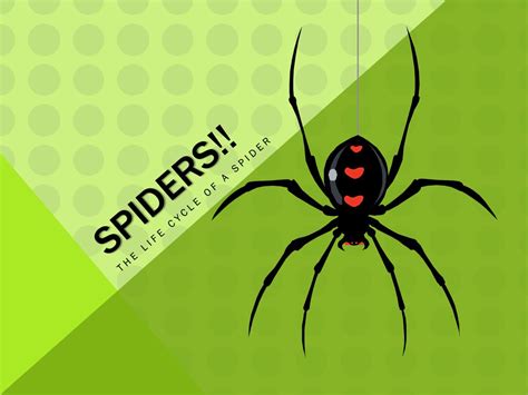 Black Widow Life Cycle