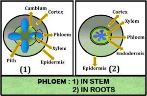 What Is Phloem Definition Characteristics Structure Facts Function Biology Reader