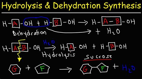 Dehydration Reaction Diagram