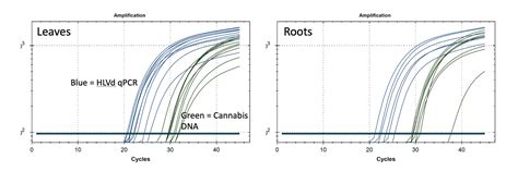 Testing Infected Cannabis Plants For Hvld Hop Latent Viroid