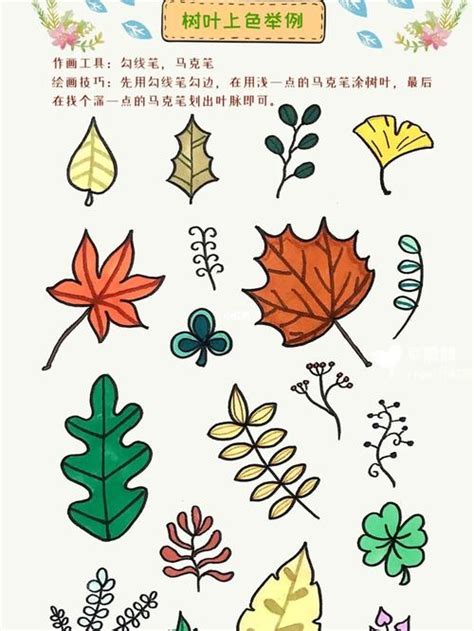 各种树叶简笔画及彩色 简笔画图片大全 普车都