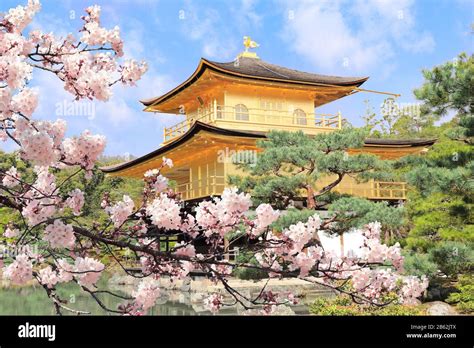 The Golden Pavilion Kinkaku Ji Temple And Blooming Sakura In Rokuon