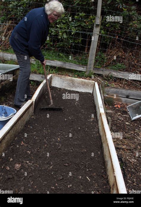 Planting Pregerminated Parsnip Seeds Step Produce A Fine Tilth By Raking Stock Photo Alamy