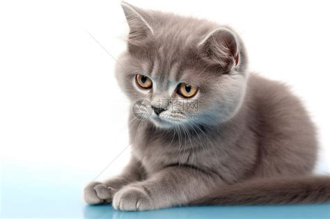 可爱的宠物猫咪高清图片下载 正版图片600648514 摄图网 可爱的宠物猫咪高清图片下载 正版图片600648514 摄图网