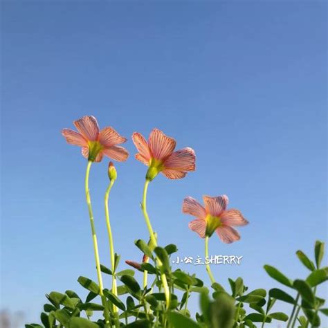 小公主sherry的那些最美酢漿草 2 每日頭條