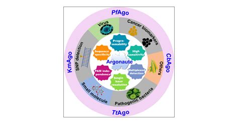 Argonaute Based Nucleic Acid Detection Technology Advantages Current Status Challenges And