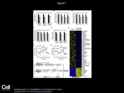 Oncogenic Myc Activates A Feedforward Regulatory Loop Promoting Essential Amino Acid Metabolism