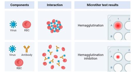 Slide Agglutination Test Procedure
