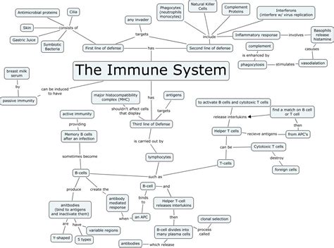 Immune System Diagram Flow Chart Flowchart Of Basic Componen