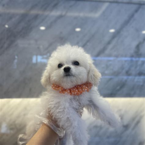 비숑프리제 송이 이탈리아그레이하운드입양 치와와입양 폼스키입양 폼치입양 폼피츠입양 푸숑입양 고양이입양 랙돌입양 러시안블루입양 먼치킨입양 브리티쉬숏헤어입양 노르웨이숲입양 뱅갈