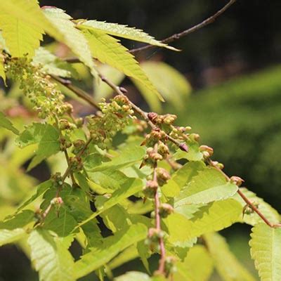 ケヤキ 植物図鑑 大阪市立長居植物園