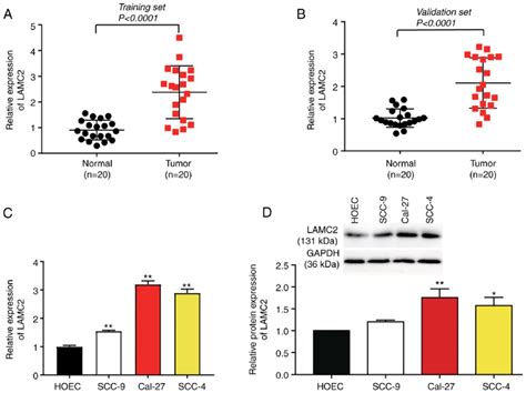 lamc2 expression in oral cancer a mrna expression levels of lamc2
