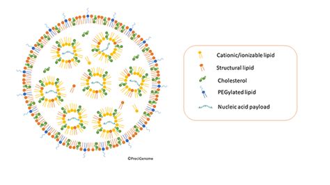 Lipid Nanoparticles Lnp And Liposome Synthesis System Microfluidic Mixing Precigenomellc Usa