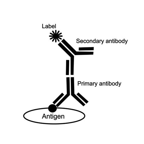 570 Immunoassay Foto Stok Potret And Gambar Bebas Royalti Istock
