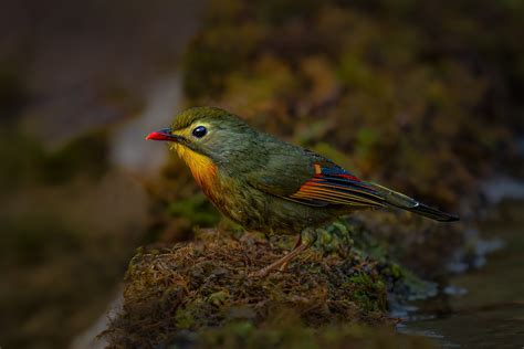 Vibrant Red Billed Leiothrix Stunning Hd Bird Wallpaper