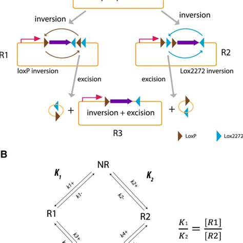 Cre Recombinase Effectively Inverted Orf In Flex Plasmid In Vitro A Download Scientific