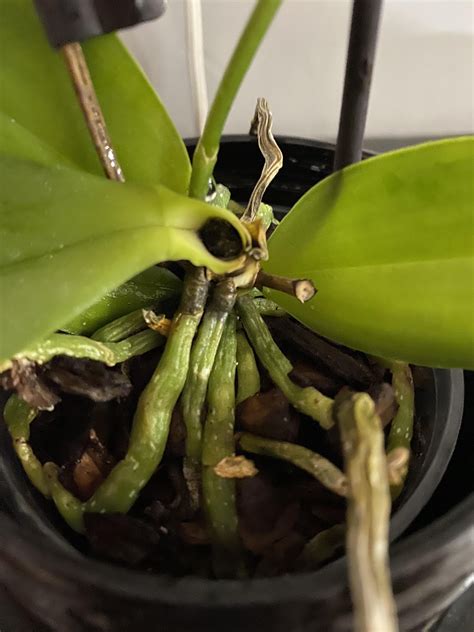 Please Help Idk What Im Doing Wrong Rorchids