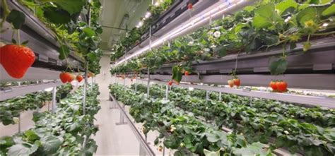 기후위기 속 한국 농업의 미래 스마트팜의 필요성내외신문