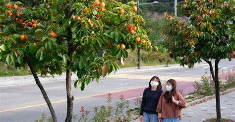 전국 가장 긴 159km 감나무 가로수길 감고을 충북 영동군의 감따기 행사
