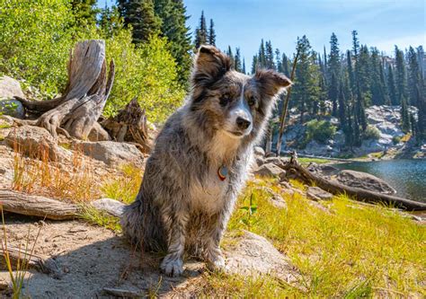 Shaw Twin Lakes Payette National Forest Idaho