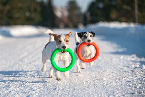 PitchDog Rings - Clean Run