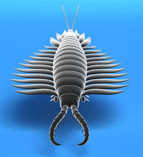 3d Anomalocaris Model