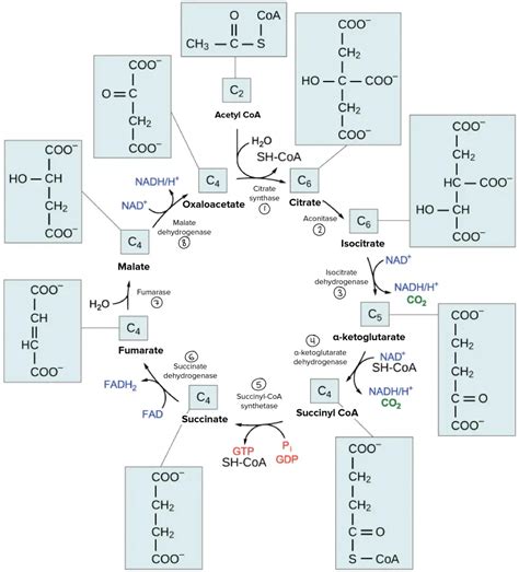 Krebs Cycle Definition Steps Products Regulation Biology Notes Online
