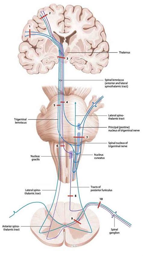 Trigeminal Lemniscus