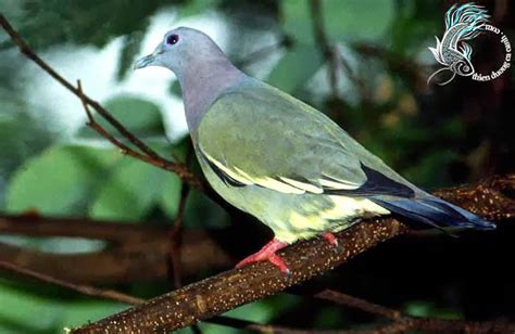 C C Lo I Chim Cu G Y Vi T Nam Di N N Chim C C Nh Thi N Ng C C Nh