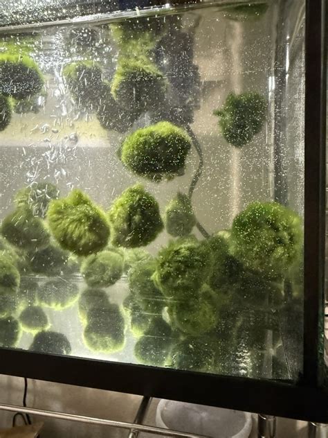10 Marimo Moss Balls 125inch 175inch Live Plant Aquarium Tank Usa