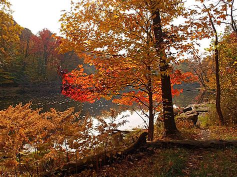 Trees Changing Colors Grass Green Park Photo Background And Picture For Free Download Pngtree